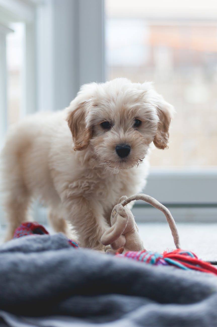 Ready to Adopt? The Cockapoo-Shih Tzu mix. - Dr. Diana Rangaves, PharmD
